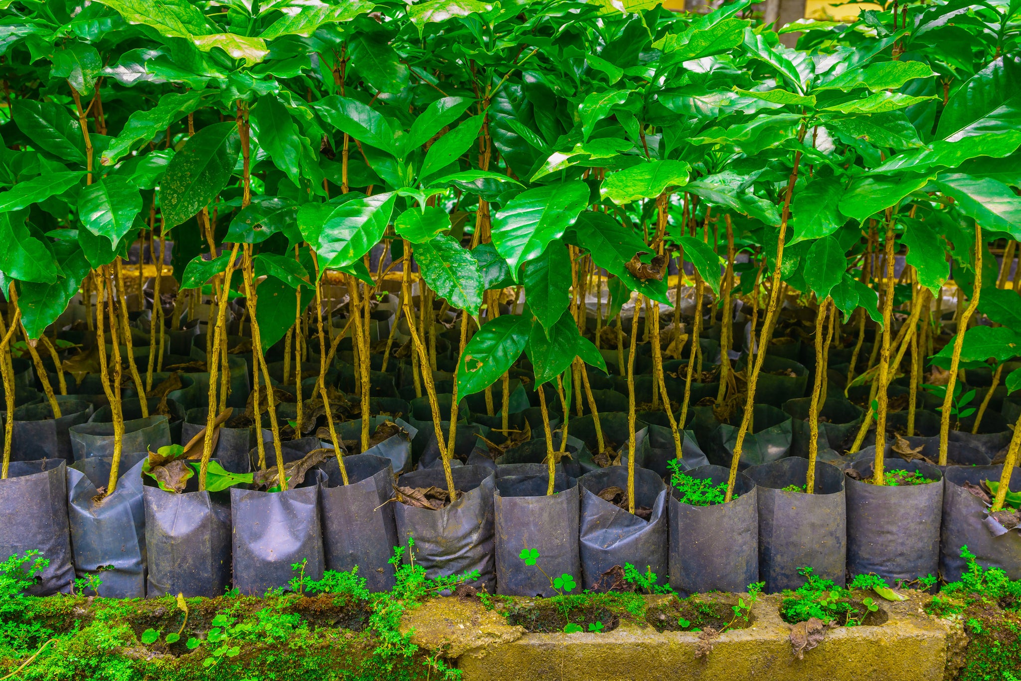 Heirloom Coffee Roasters | Regenerative Coffee | ROC Certified Coffee