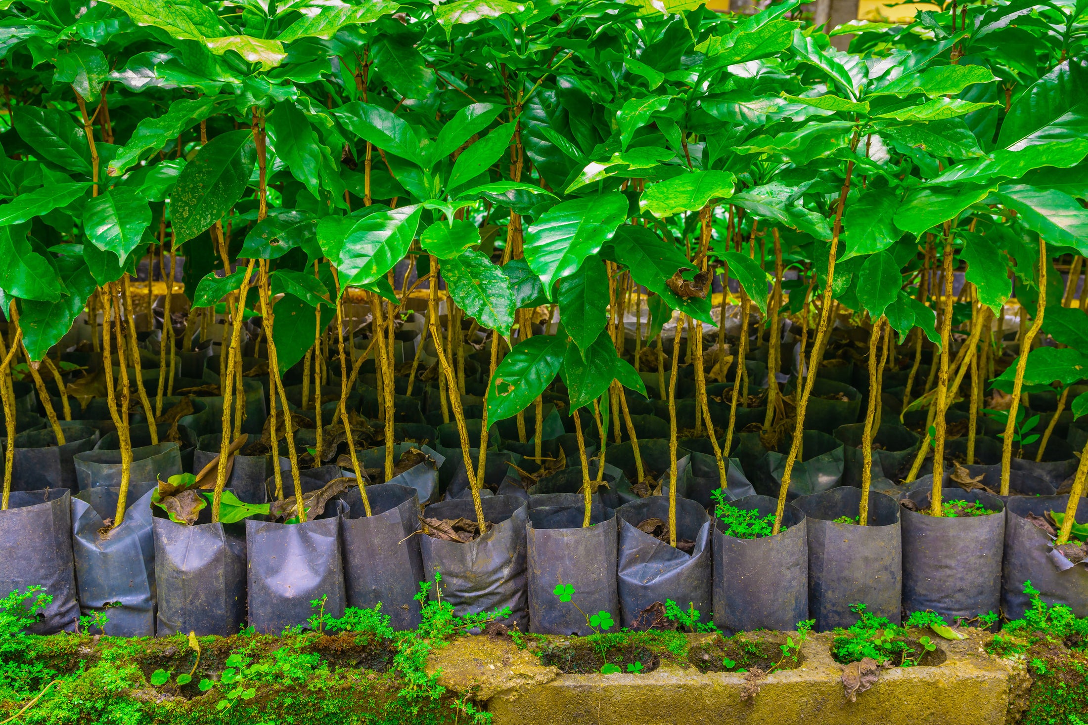 Heirloom Coffee Roasters | Regenerative Coffee | ROC Certified Coffee